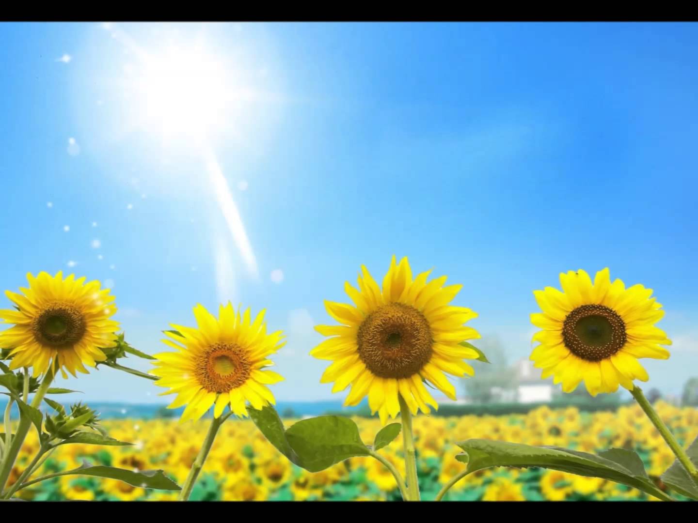 Uma canção que venha nos trazer Sol de Primavera - Conexão Boas Notícias