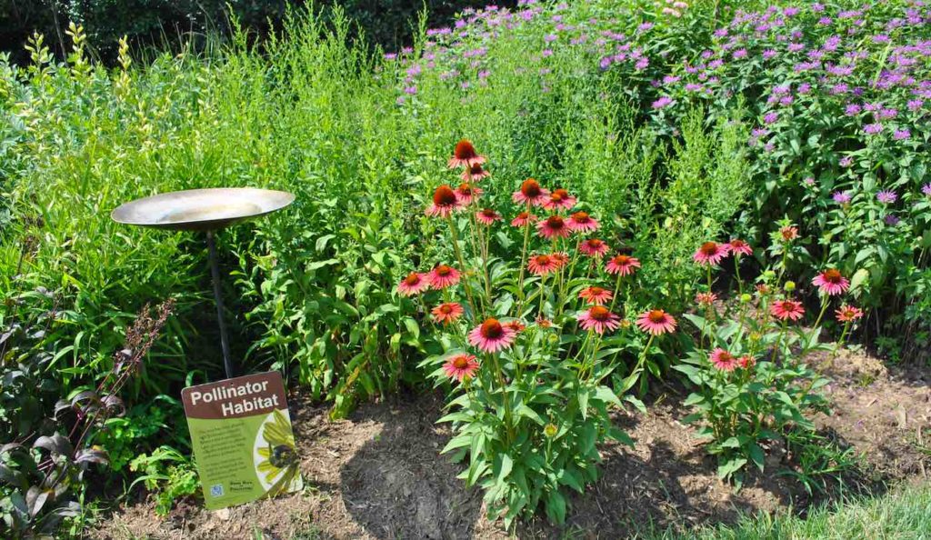 Pollinator-Habitat-Garden-CC-USDA-via-Flick - Conexão Boas Notícias